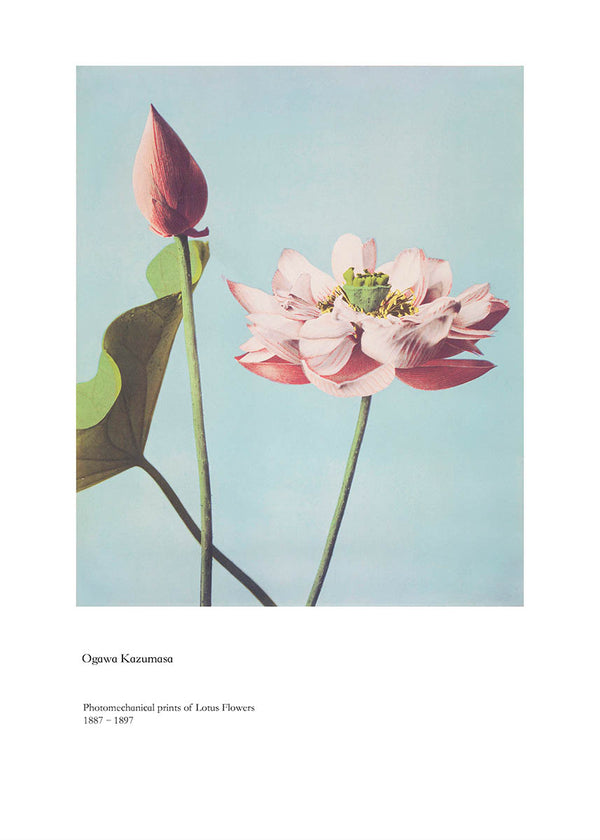 Ogawa Kazumasa lotus flower vintage Japanese poster – Poster Wall