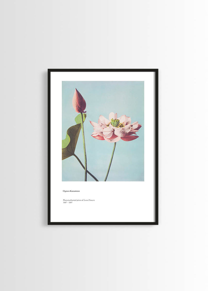 Ogawa Kazumasa lotus flower vintage Japanese poster – Poster Wall